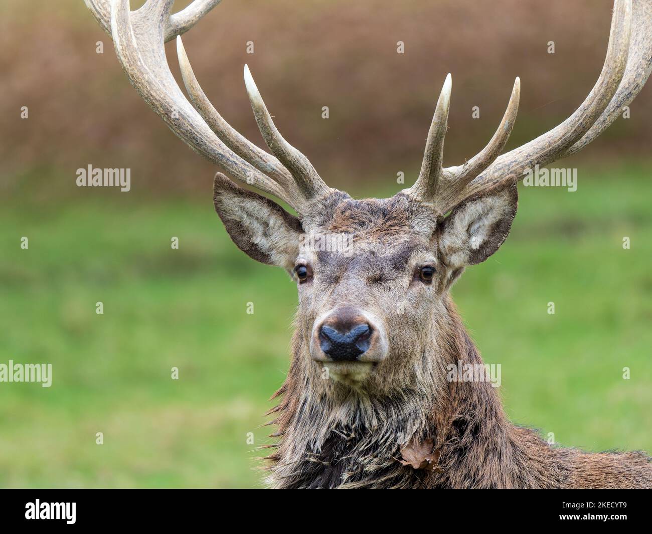 Red Deer Stag Head Stock Photo - Alamy