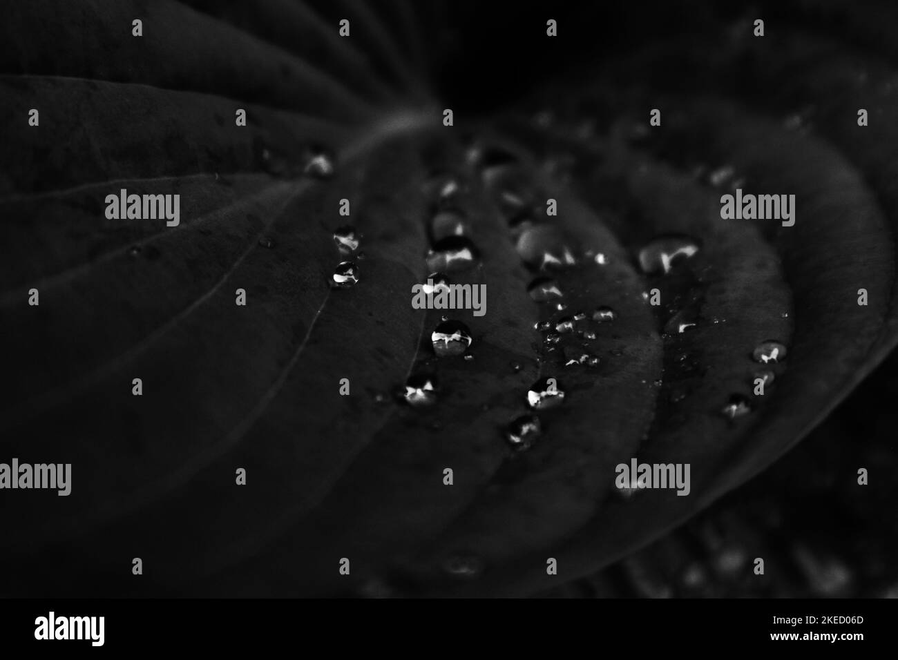 Artistic horticulture Black and White Stock Photos & Images - Alamy