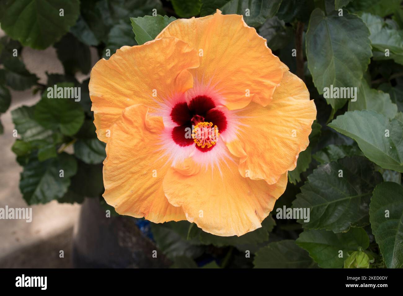 A closeup shot of a yellow Hibiscus blooming in the garden. Columbus ...
