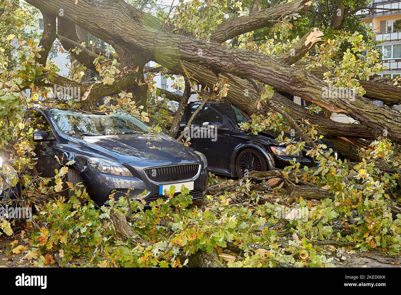 October 10, 2021,Riga Latvia: a strong wind broke a tree that fell on a ...