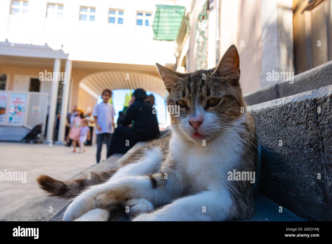 Portrait of a stray cat in the garden of a mosque. Stray cats of ...