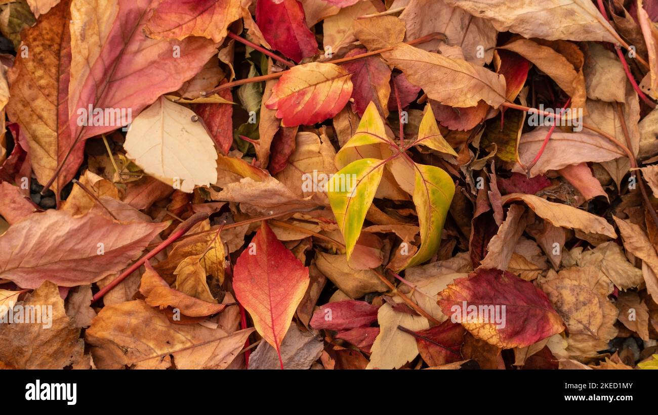 Autumn leaves background. Plane tree leaves on the street. Romantic and ...