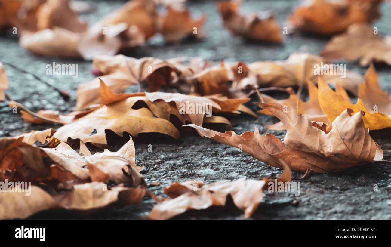 Autumn leaves background. Plane tree leaves on the street. Romantic and ...
