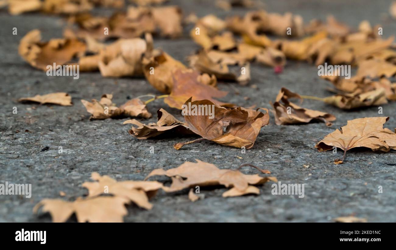 Autumn leaves background. Plane tree leaves on the street. Romantic and ...