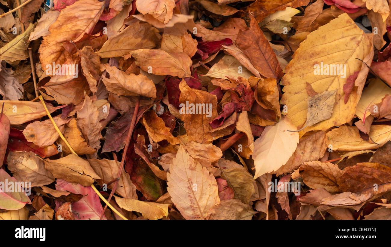 Autumn leaves background. Plane tree leaves on the street. Romantic and ...