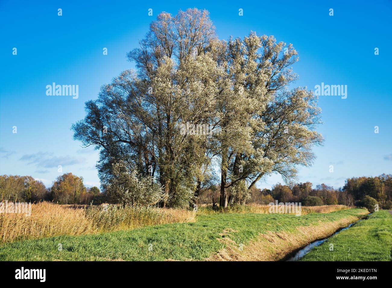 Large willows, their silvery leaves lighting up in the sun, in the ...