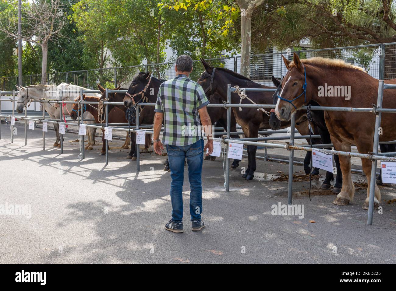 Porreres, Spain; november 01 2022: Annual autumn farm animal exhibition ...