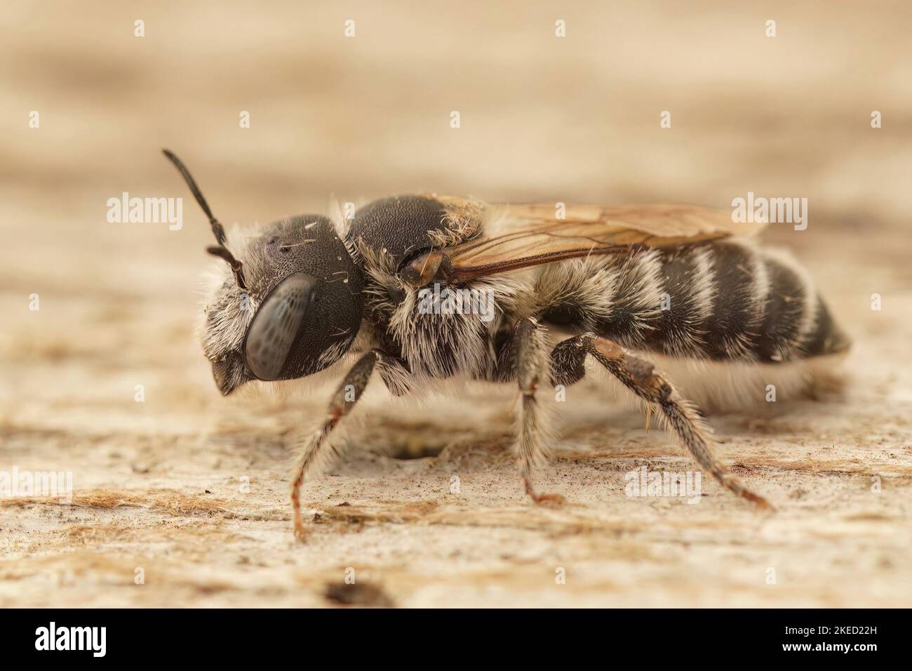 Hoplitis bisulca hi-res stock photography and images - Alamy