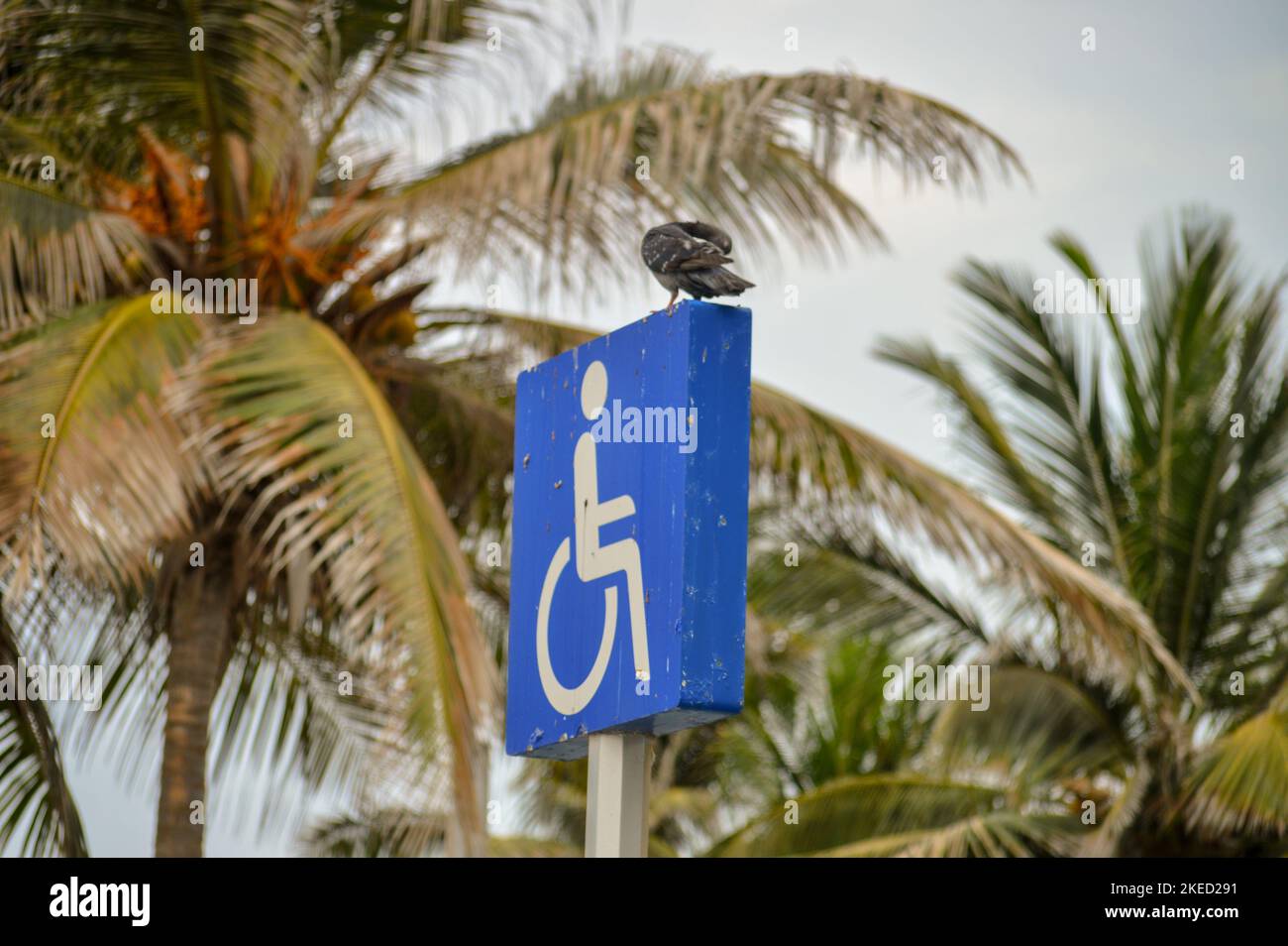 Handicapped bird hi-res stock photography and images - Alamy