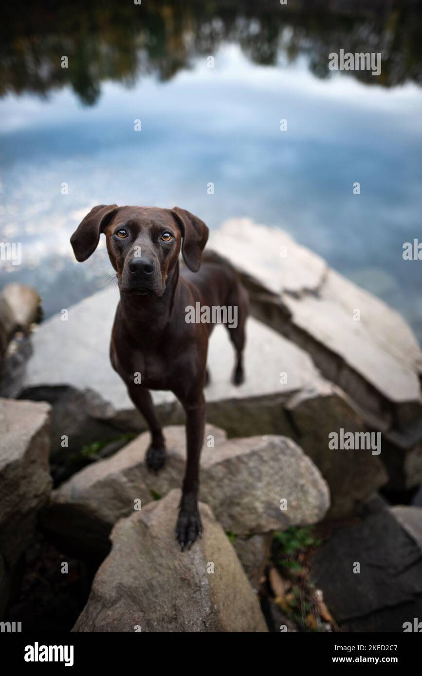 Short haired pointer cross hi-res stock photography and images - Alamy