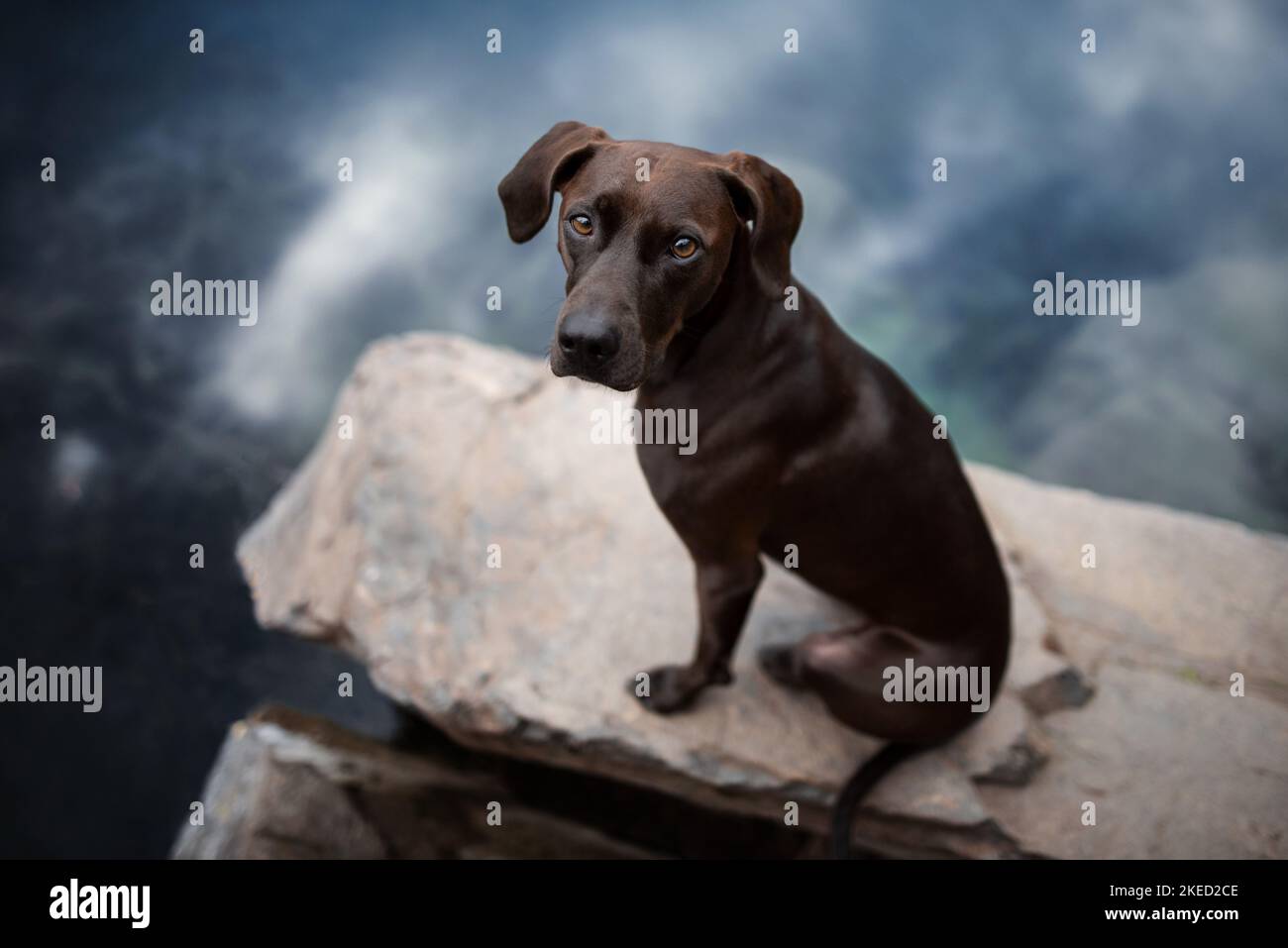 Short haired pointer cross hi-res stock photography and images - Alamy