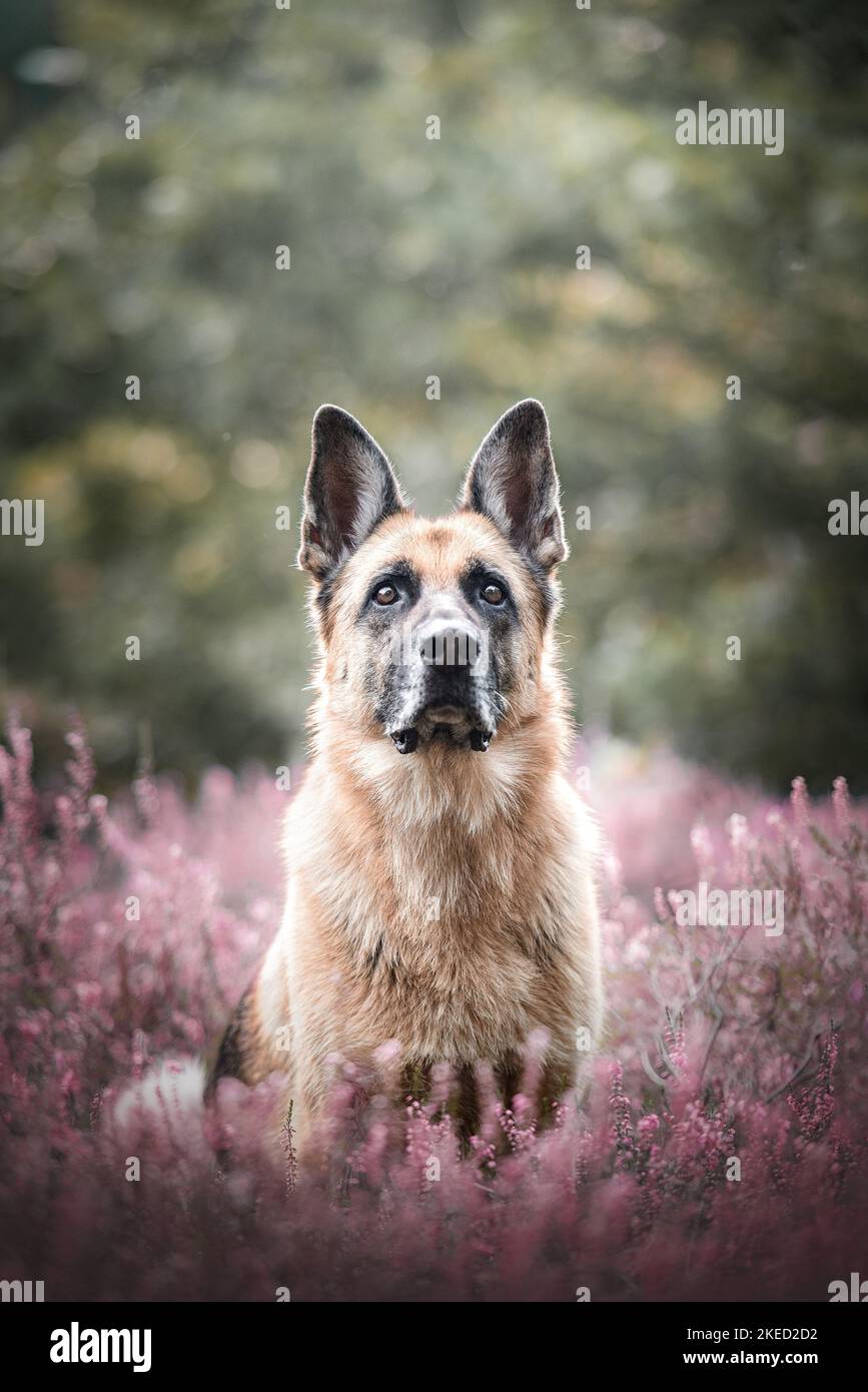 female German Shepherd Stock Photo - Alamy