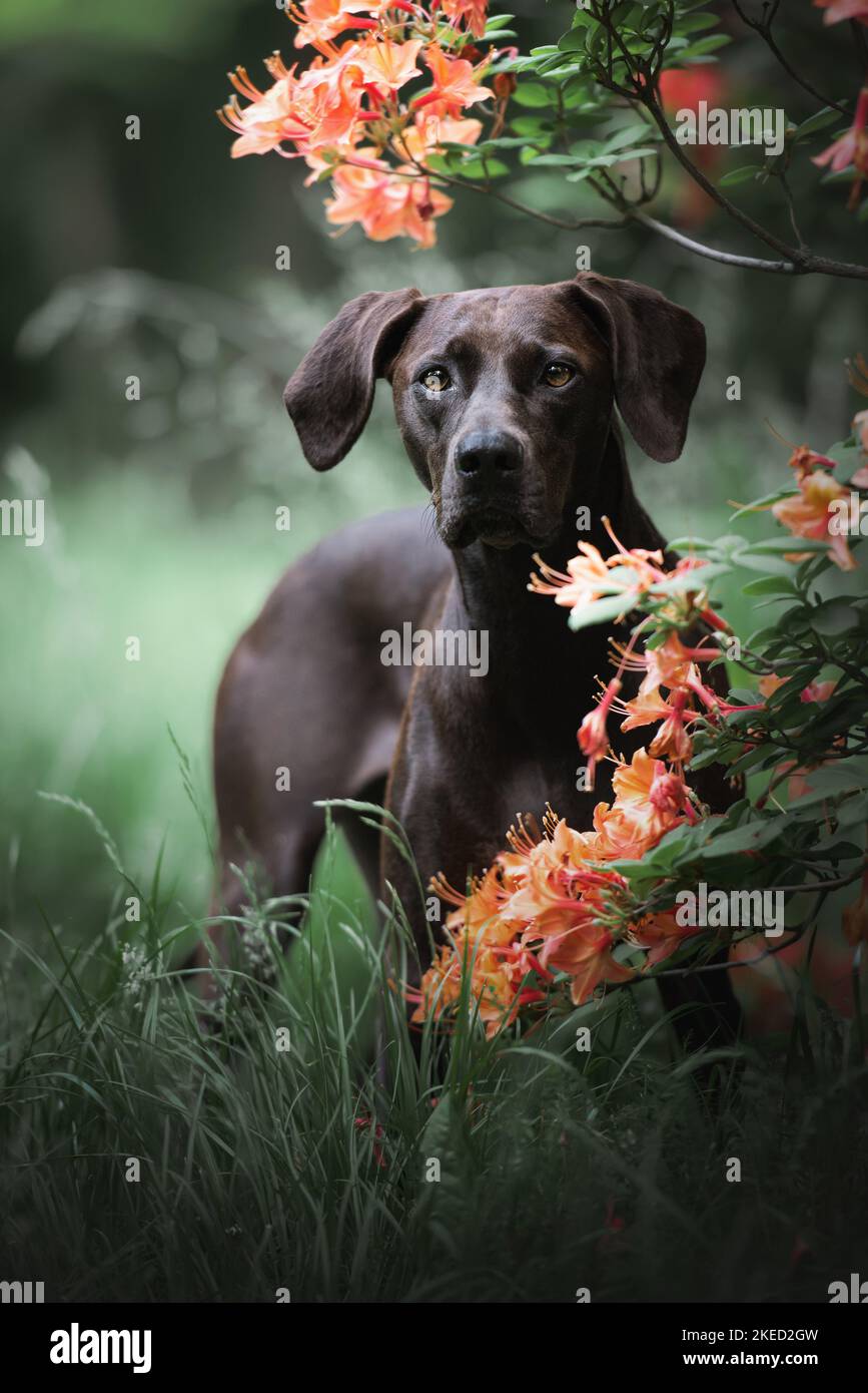 Short haired pointer cross hi-res stock photography and images - Alamy