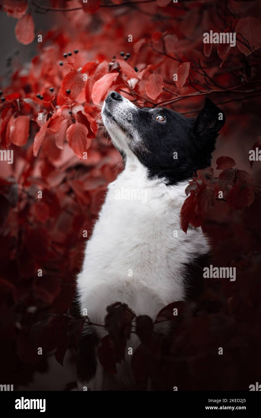 Border collie cross terrier hi-res stock photography and images - Alamy