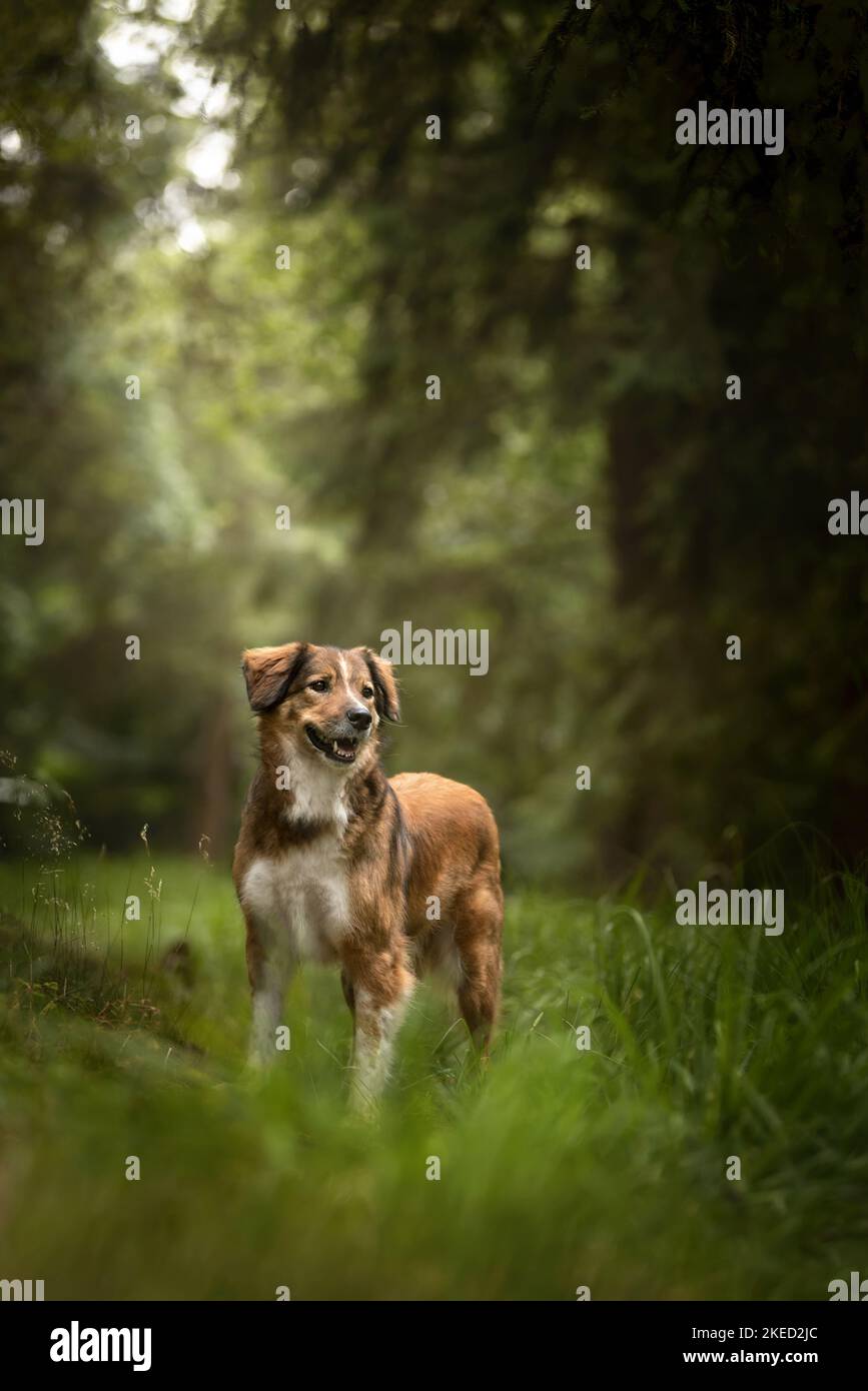 Austrian dog breed hi-res stock photography and images - Alamy