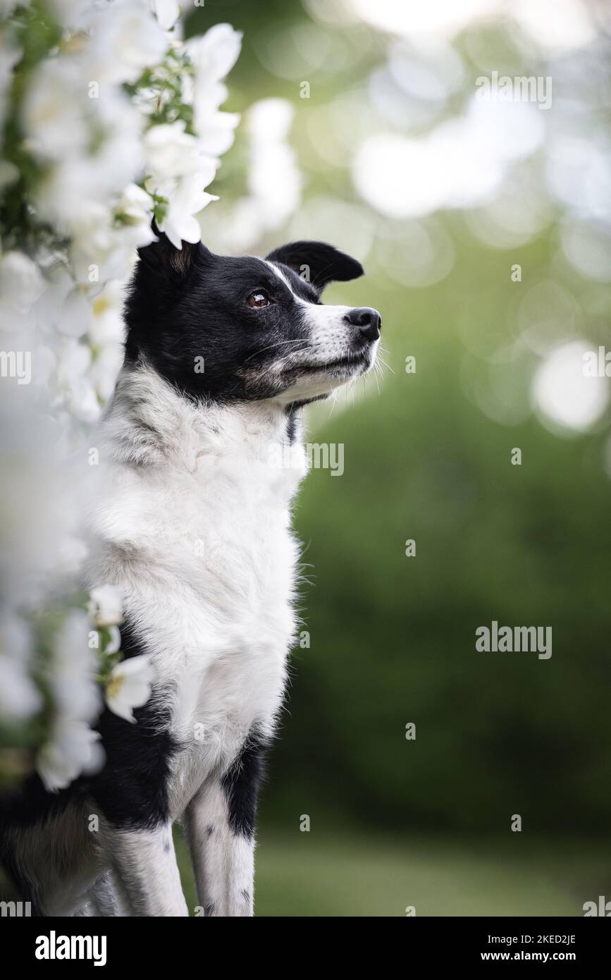 Border collie cross terrier hi-res stock photography and images - Alamy
