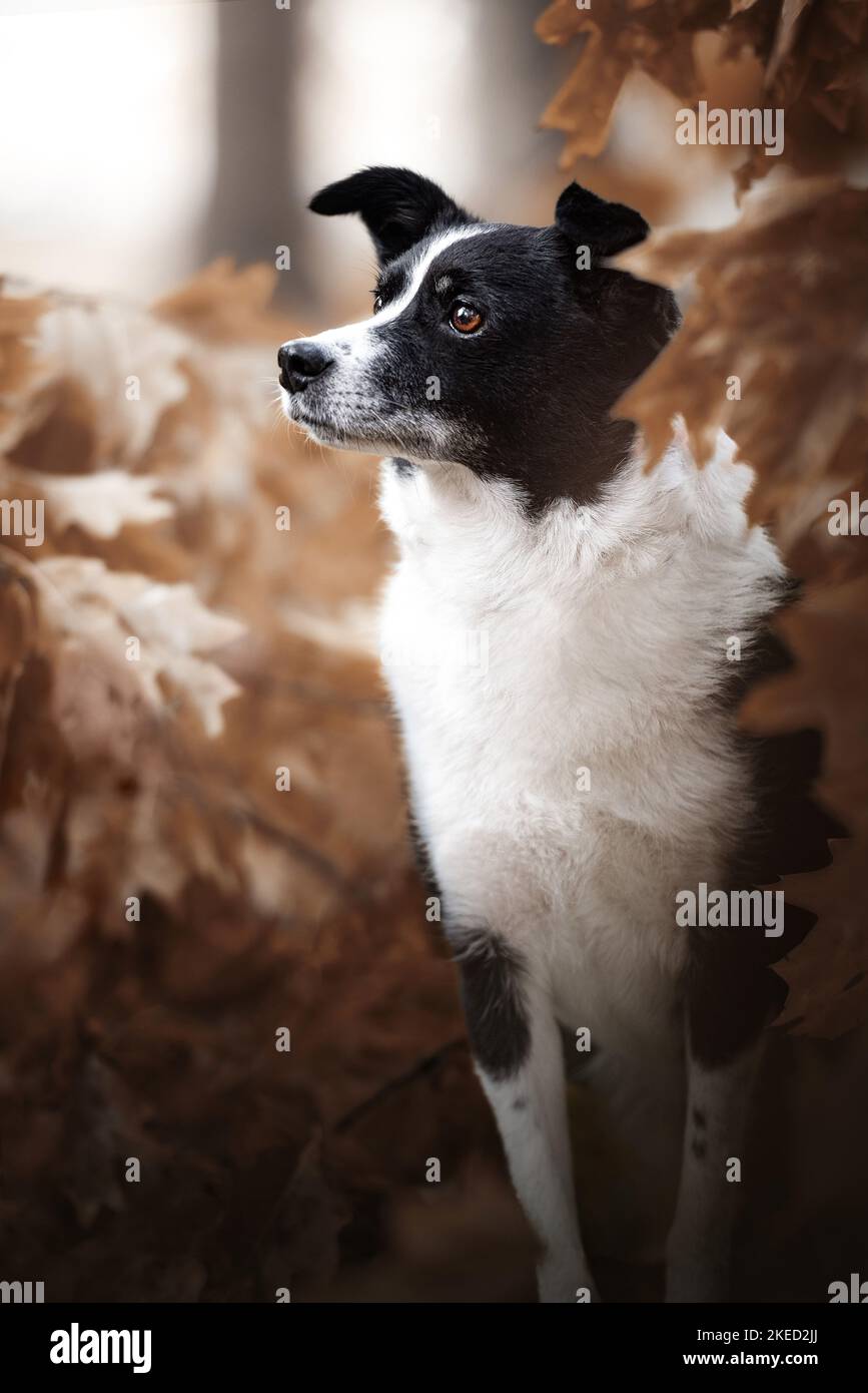 Border collie cross terrier hi-res stock photography and images - Alamy