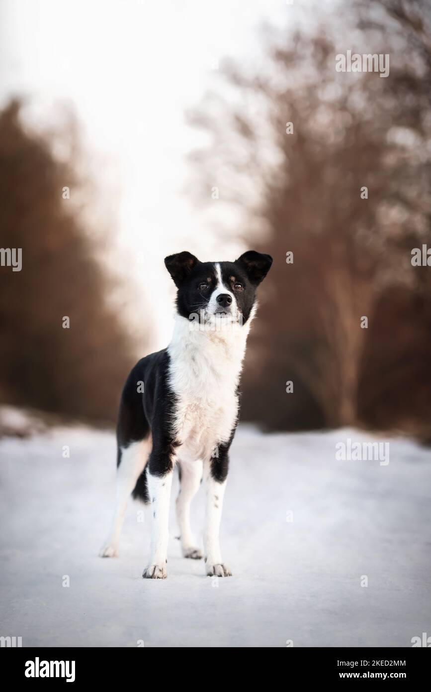 Border collie cross terrier hi-res stock photography and images - Alamy