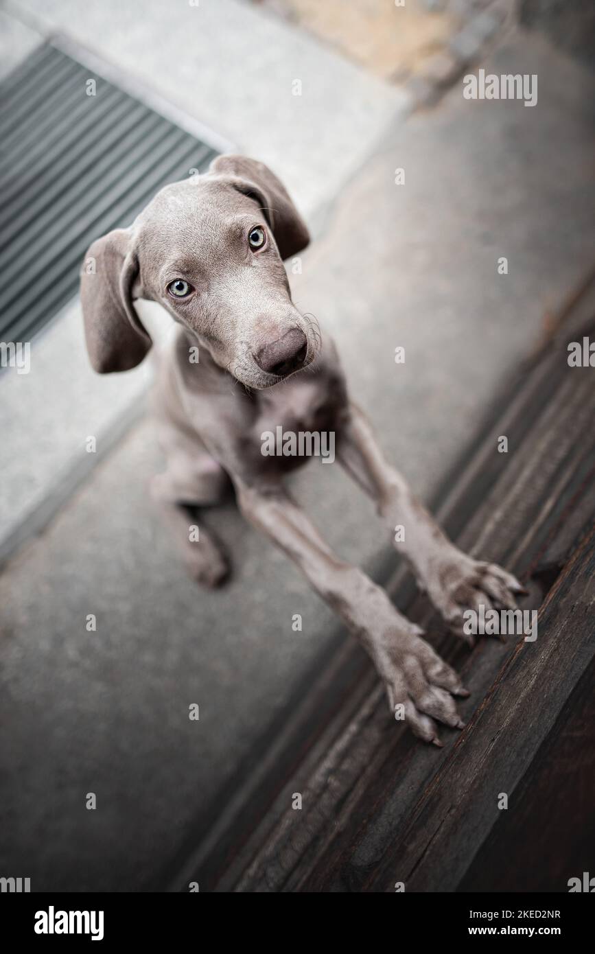 Side angle puppy hi-res stock photography and images - Alamy