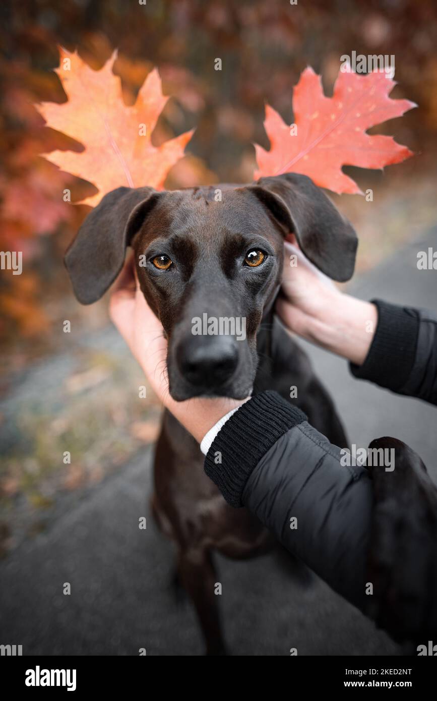 Short haired pointer cross hi-res stock photography and images - Alamy