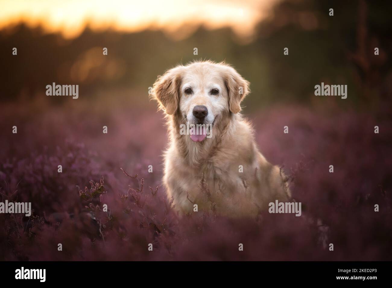 old female Golden Retriever Stock Photo - Alamy