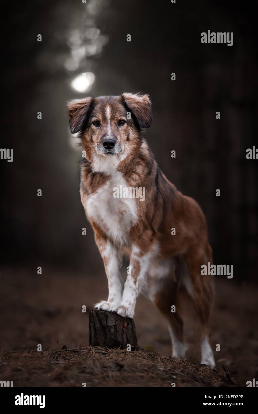 Can A Austrian Pinscher Live In Australia