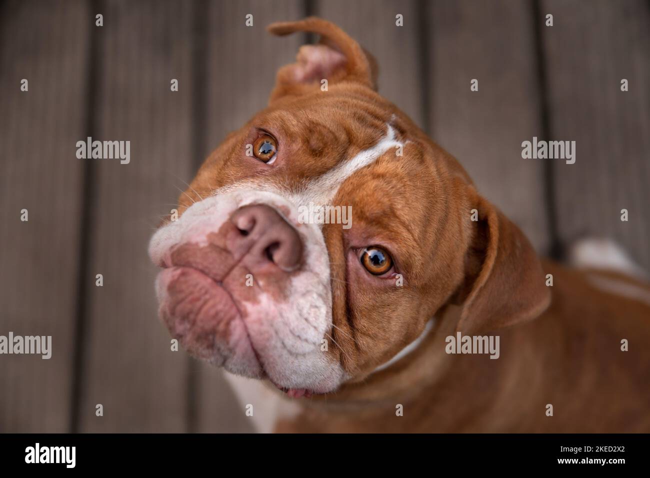Olde English Bulldog portrait Stock Photo - Alamy