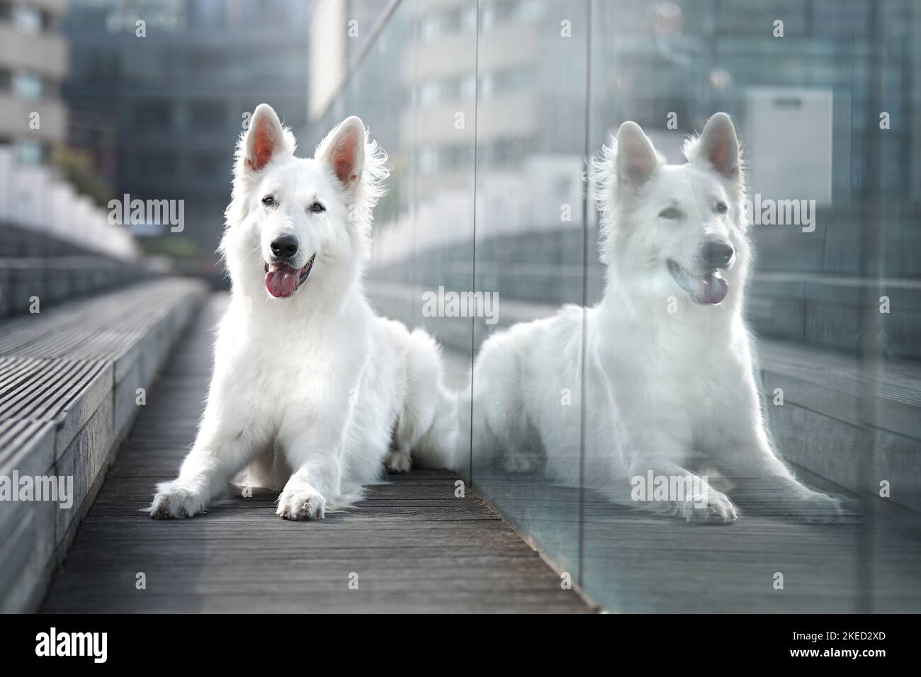 longhaired Berger Blanc Suisse Stock Photo - Alamy
