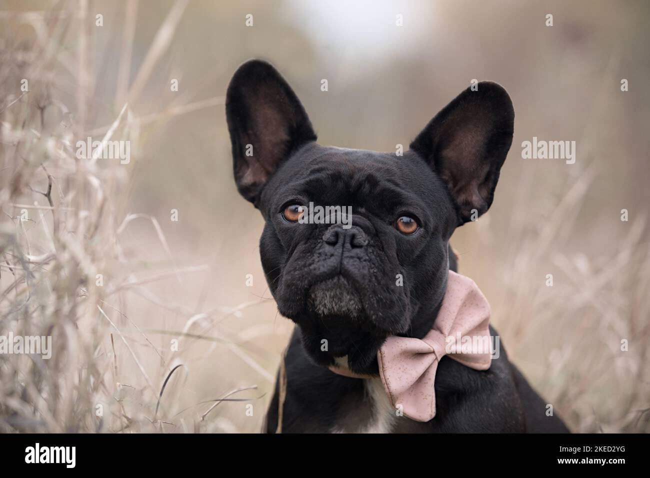 French Bulldog Portrait Stock Photo - Alamy
