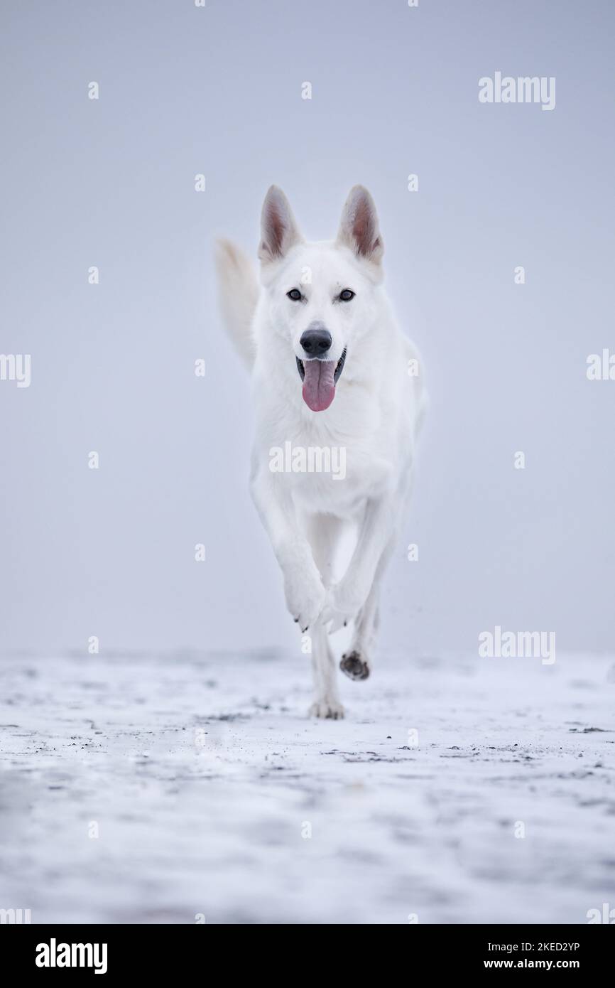 shortaired Berger Blanc Suisse Stock Photo - Alamy