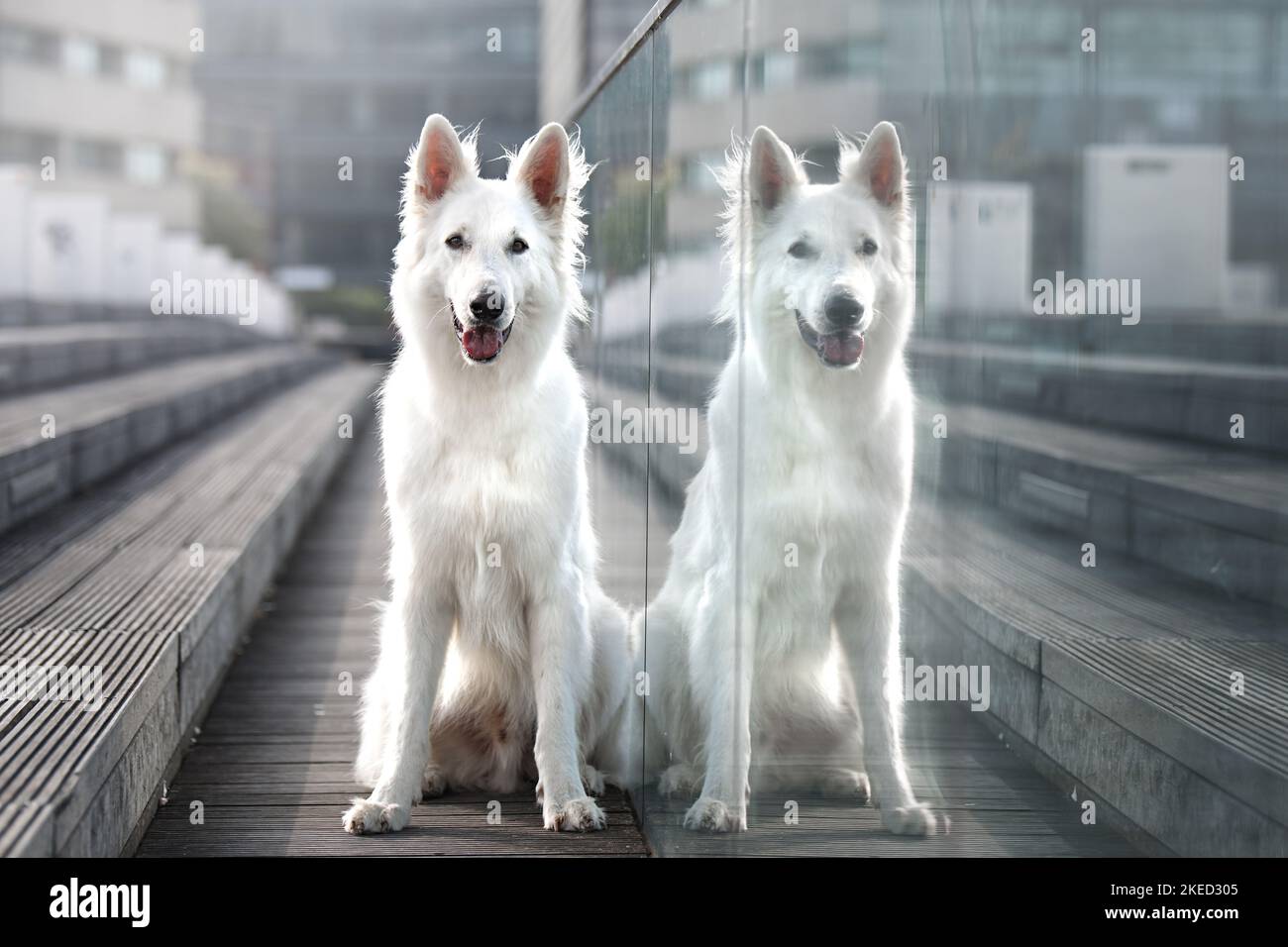 longhaired Berger Blanc Suisse Stock Photo - Alamy