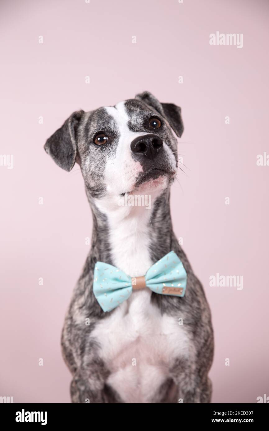 Mongrel rose hi-res stock photography and images - Alamy