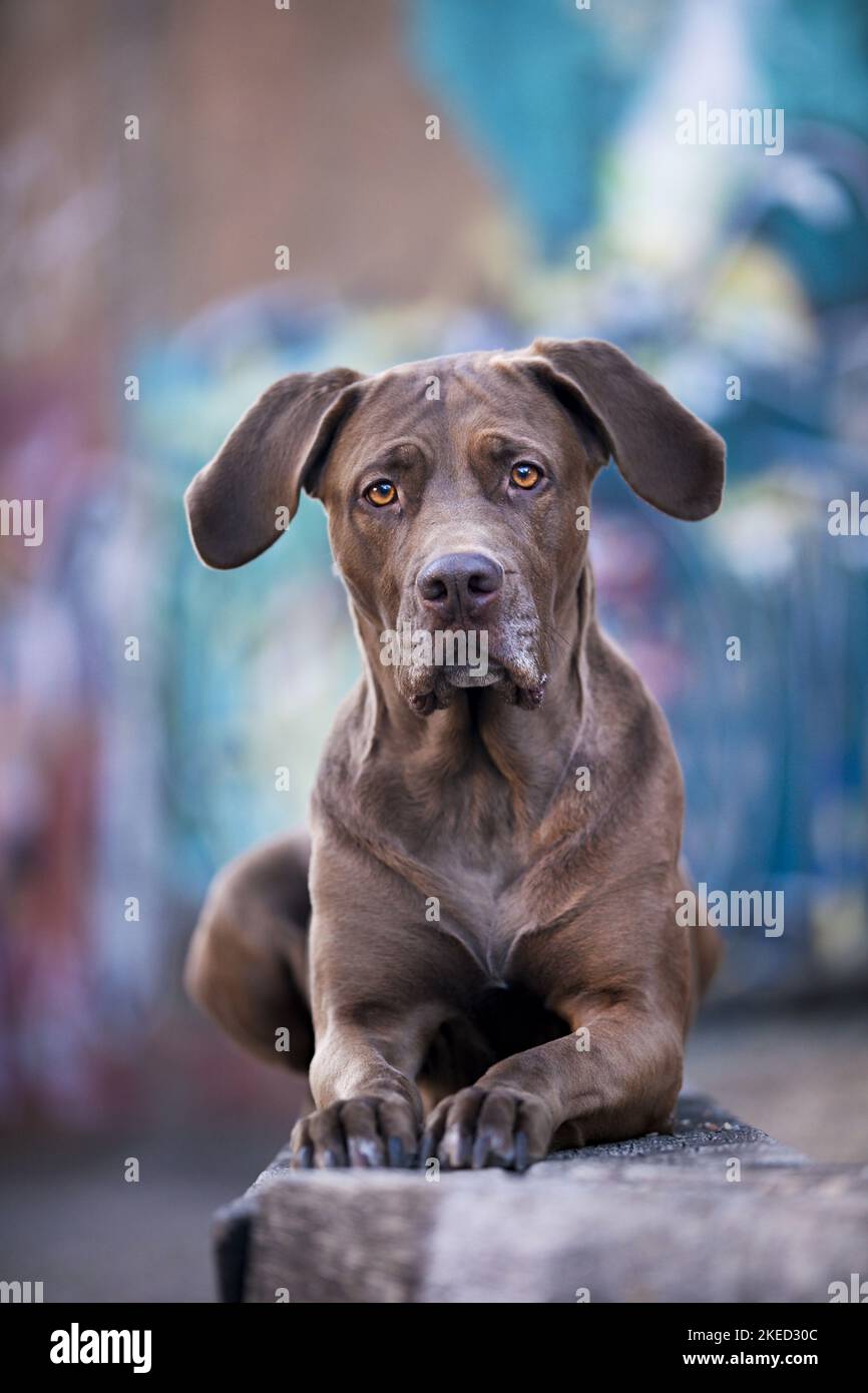 Mastiff labrador hi-res stock photography and images - Alamy