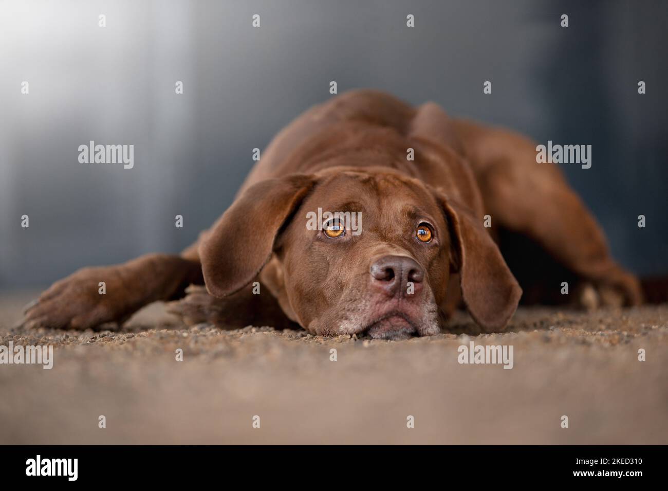 Mastiff labrador hi-res stock photography and images - Alamy