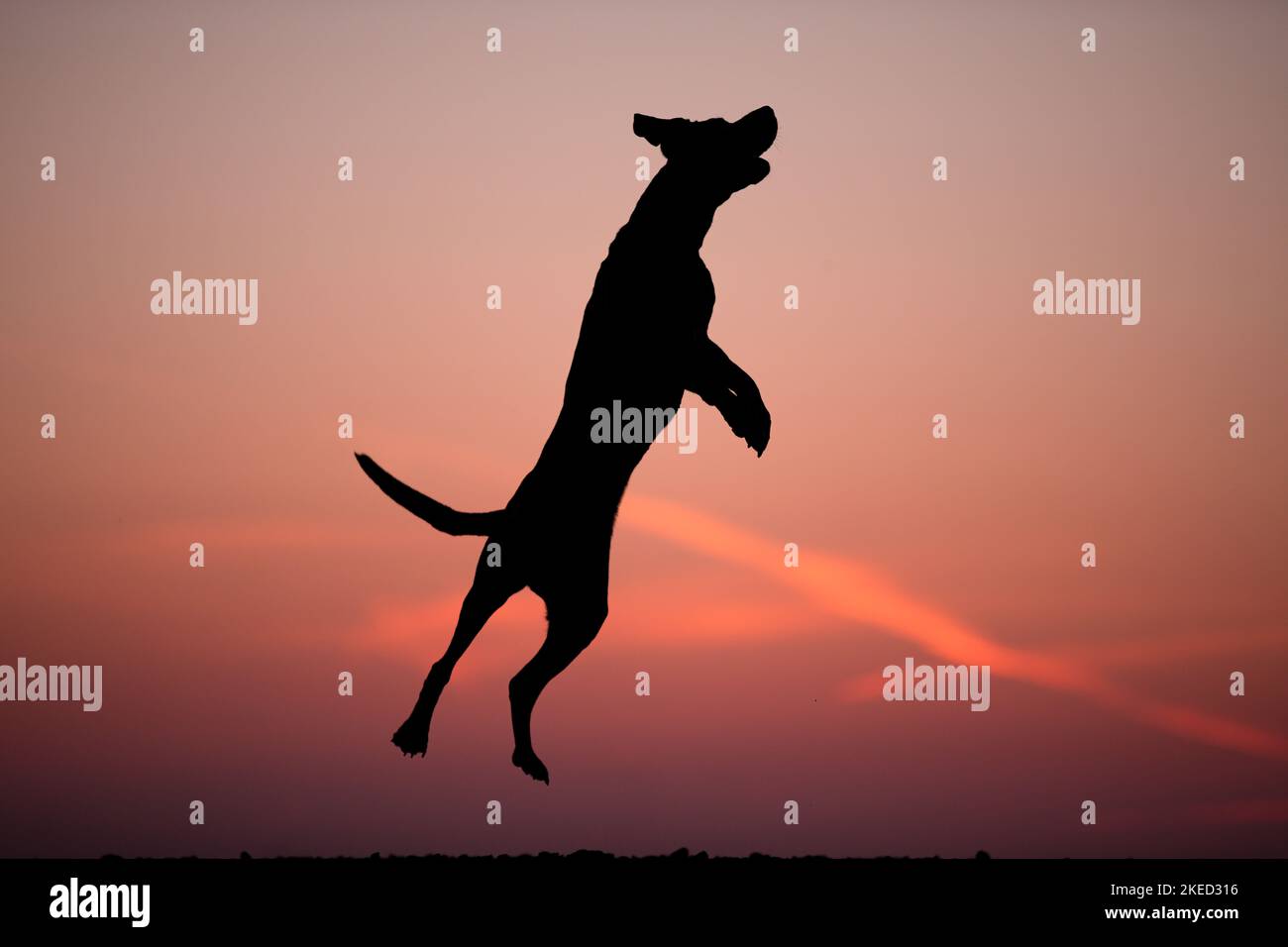 Labrador-Mastiff-Dog to action Stock Photo - Alamy