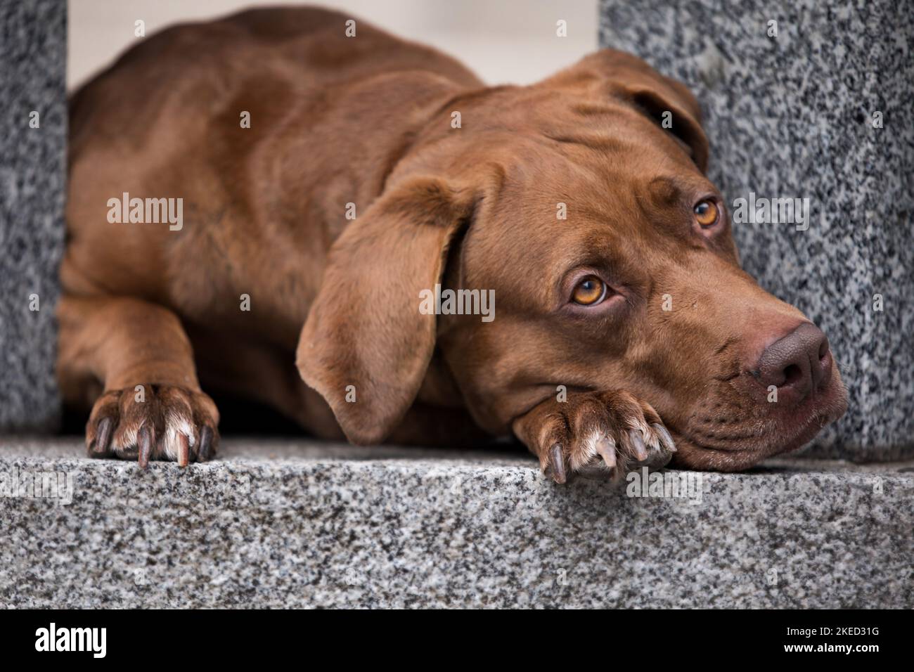 Chocolate labrador cross hi-res stock photography and images - Alamy