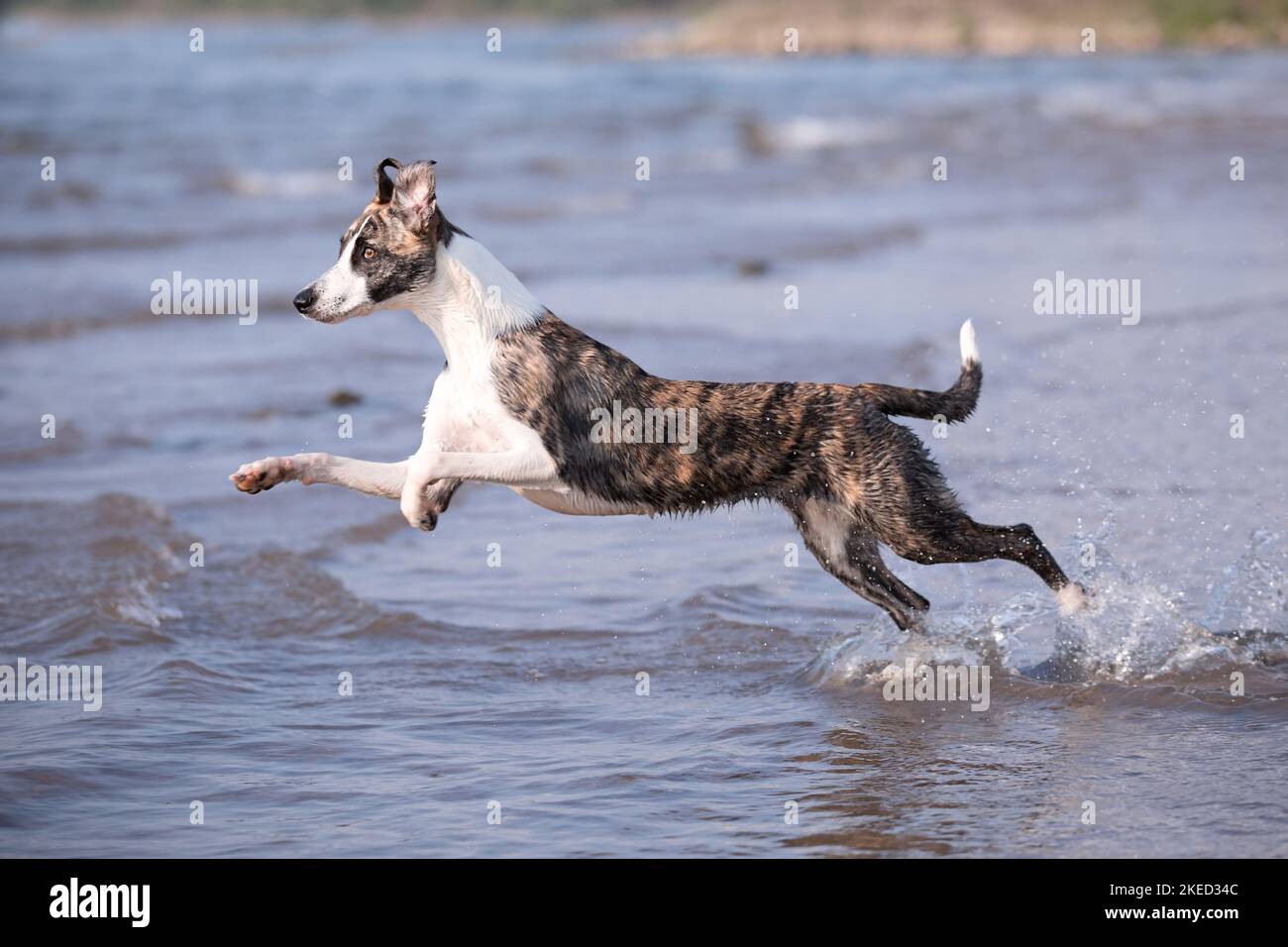 Whippet border collie hi-res stock photography and images - Alamy
