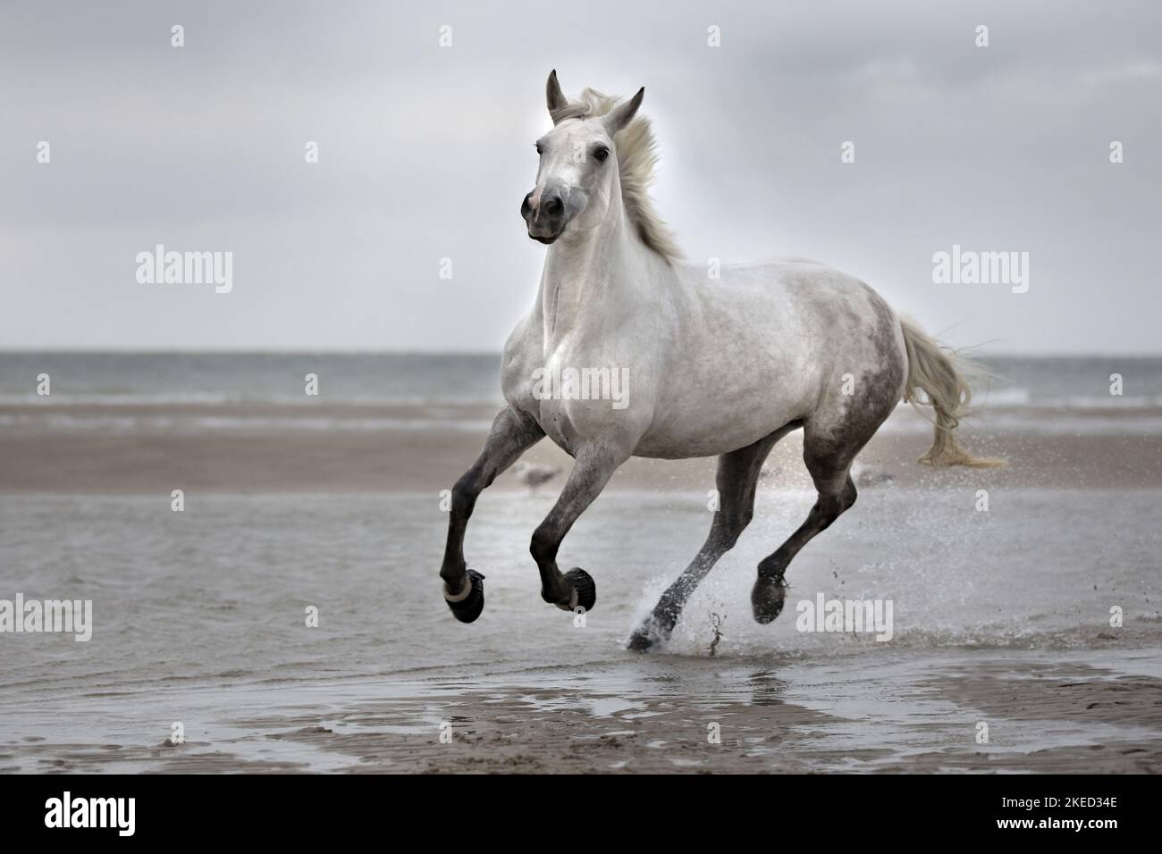 Connemara pony beach hi-res stock photography and images - Alamy