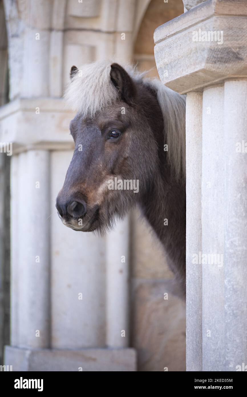 Animals horse pillars hi-res stock photography and images - Alamy