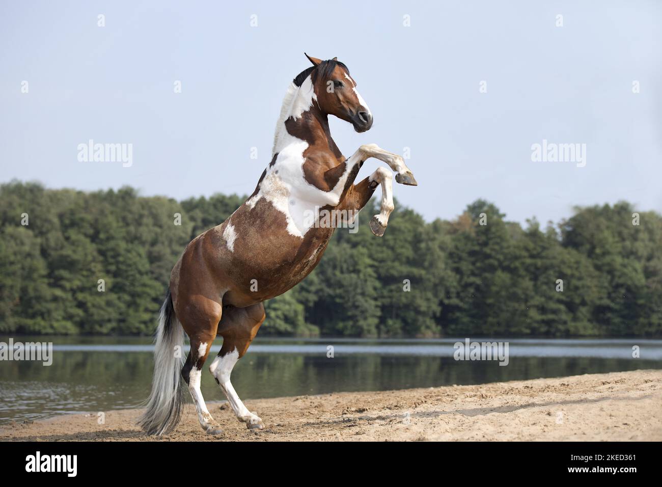 rising German Riding Pony Stock Photo - Alamy