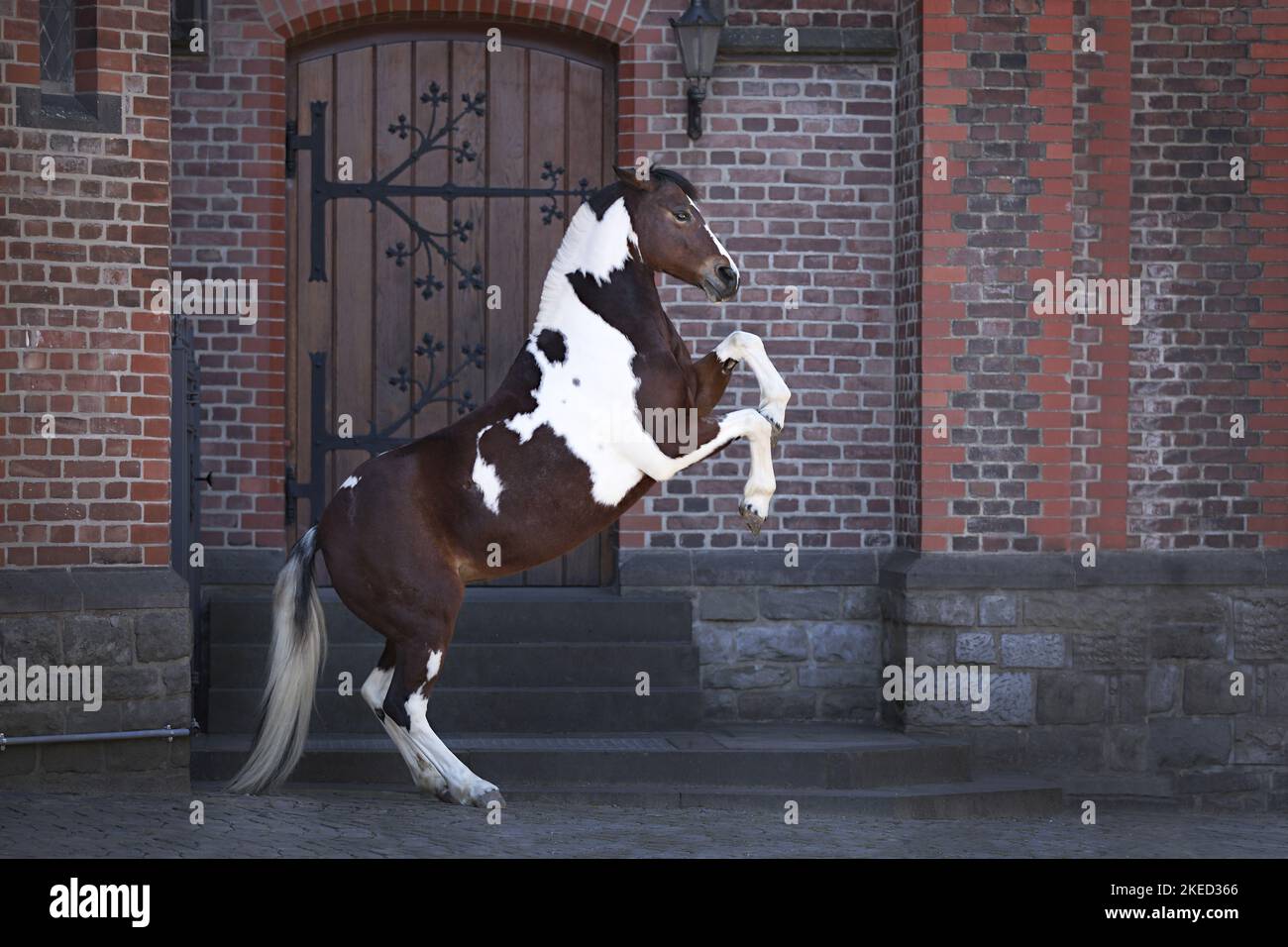 rising German Riding Pony Stock Photo - Alamy