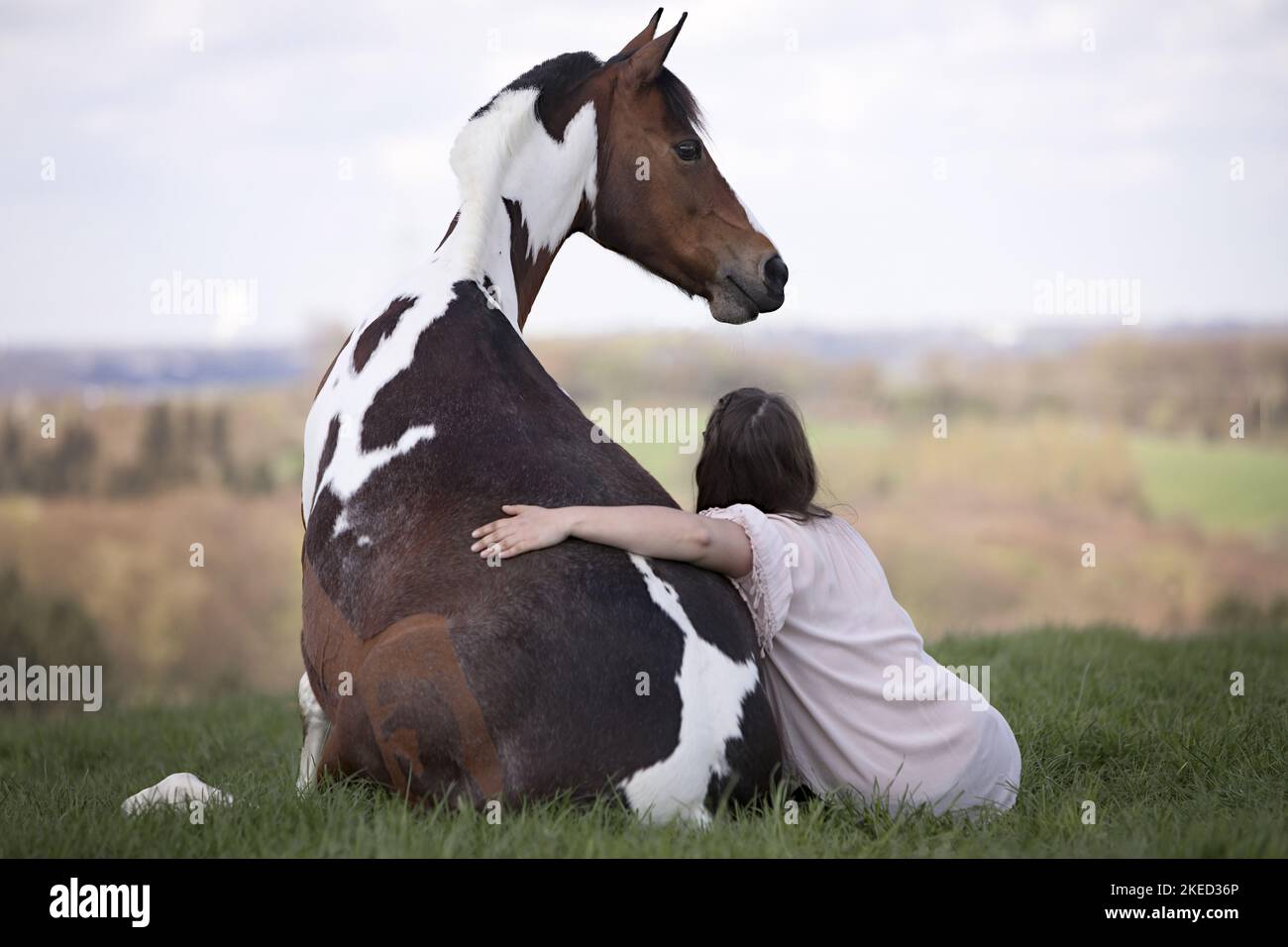 sitting German Riding Pony Stock Photo - Alamy