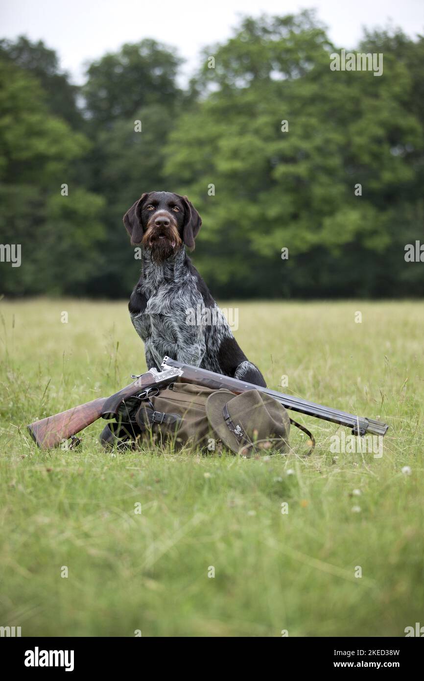 German wirehaired Pointer Stock Photo - Alamy
