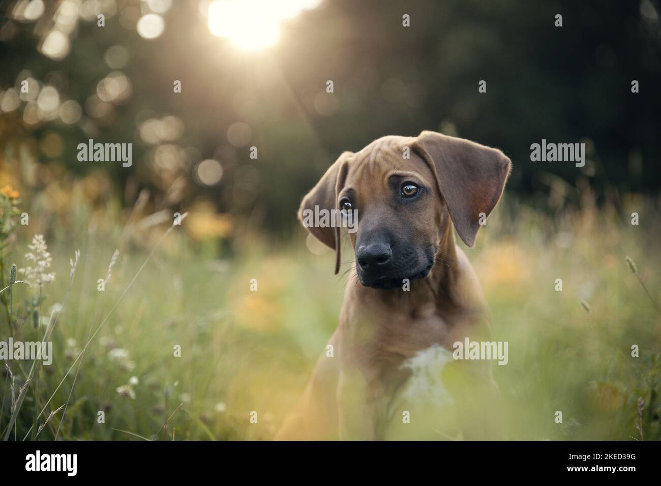 Rhodesian Ridgeback Puppy Stock Photo - Alamy