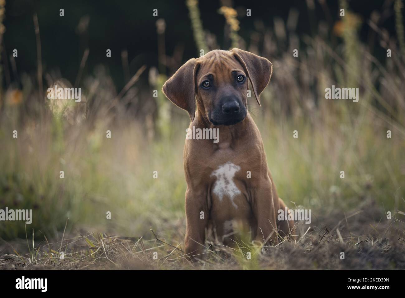 Rhodesian Ridgeback Puppy Stock Photo - Alamy