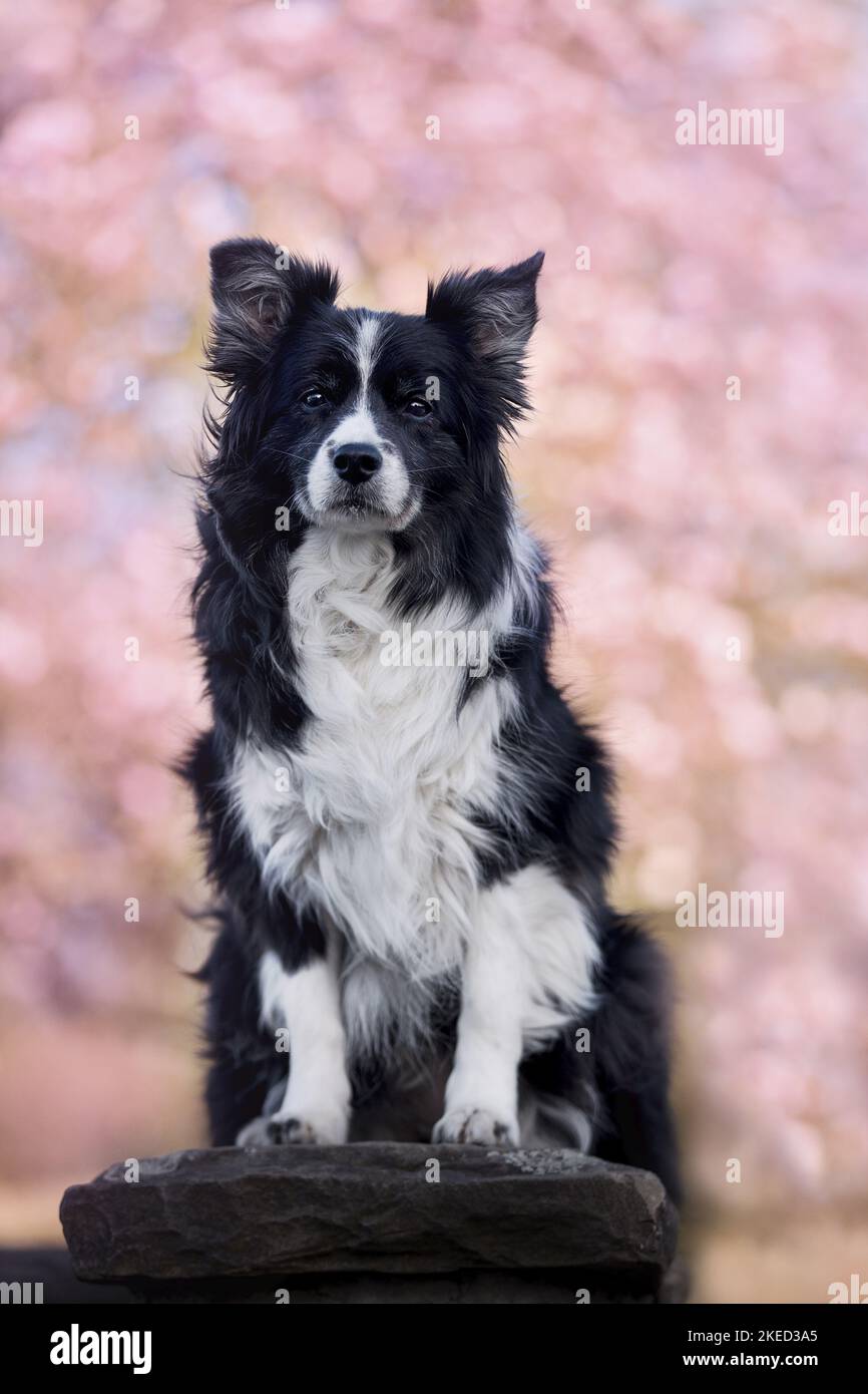 Border Collie in spring Stock Photo - Alamy