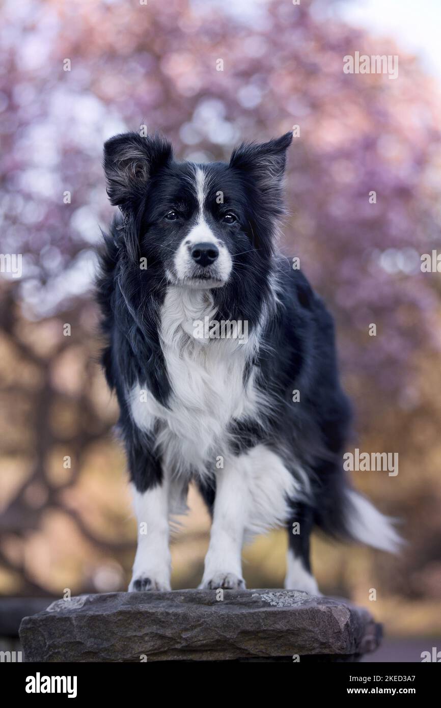 Border Collie in spring Stock Photo - Alamy