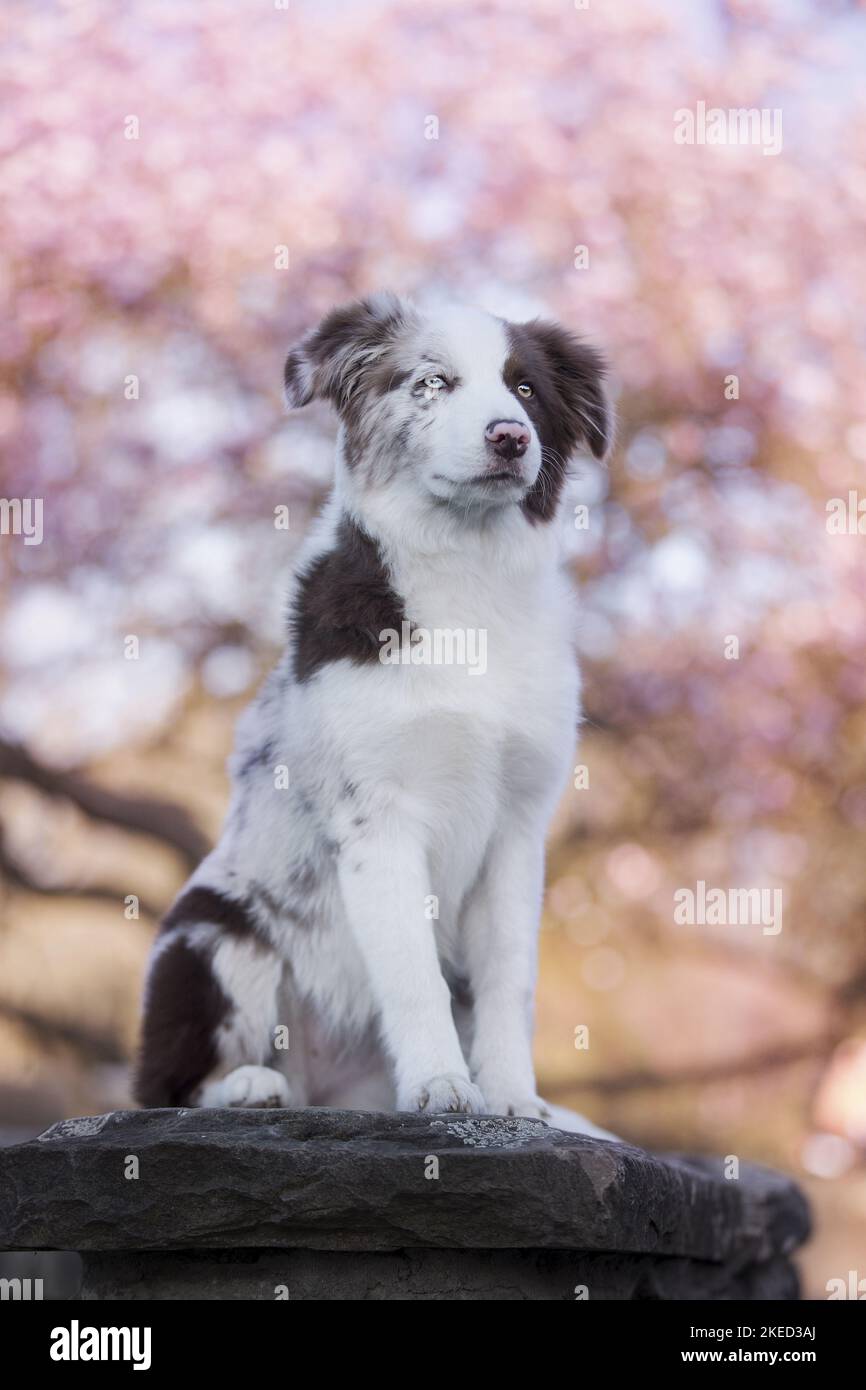 Border Collie in spring Stock Photo - Alamy