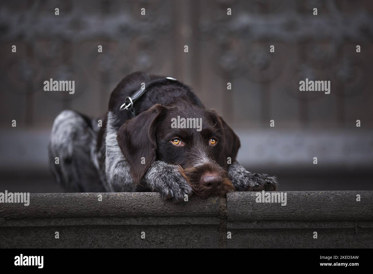 German wirehaired Pointer Stock Photo - Alamy