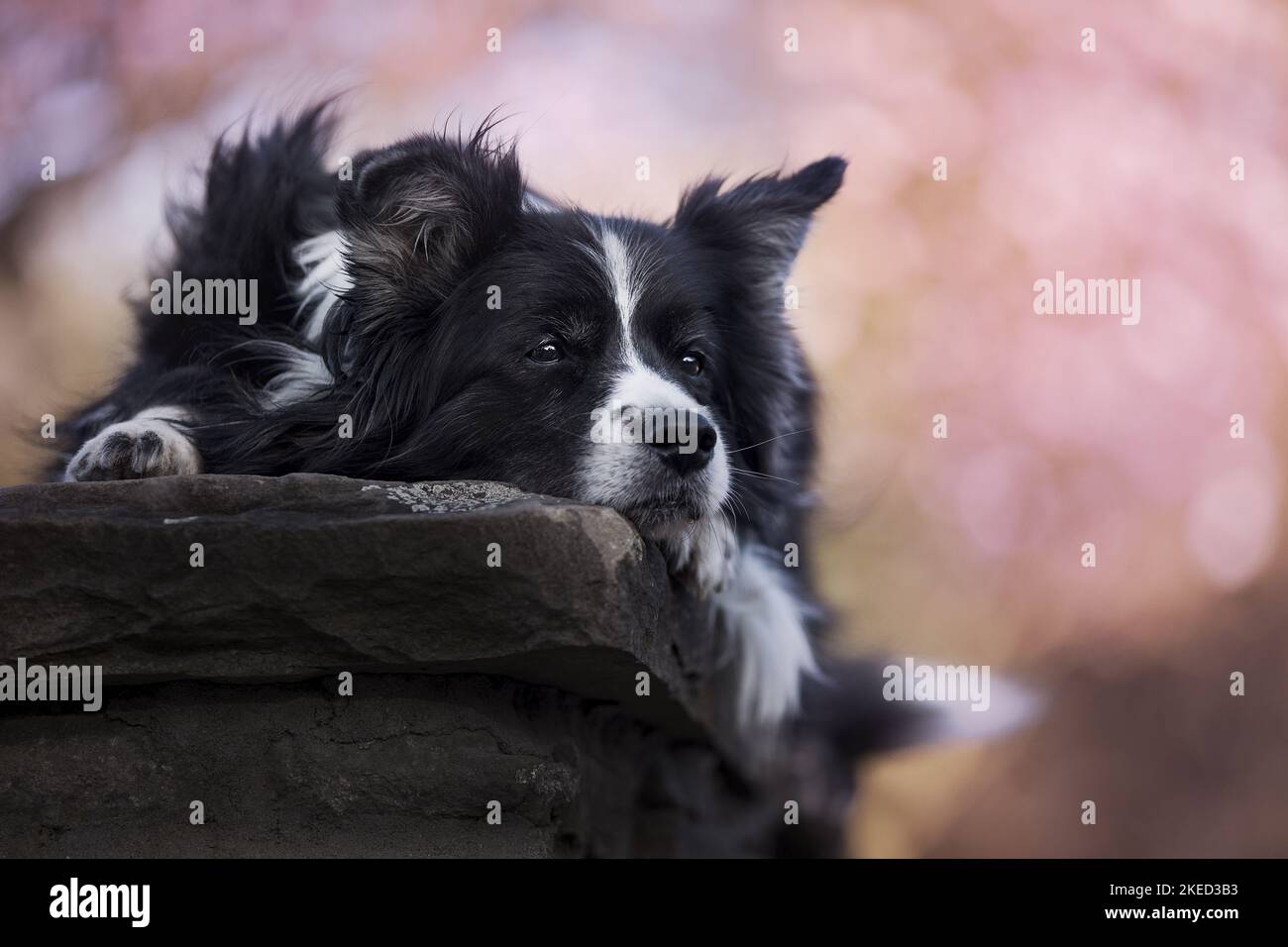Border Collie in spring Stock Photo - Alamy